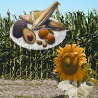 Ingredients and Formulation: May 2007 Ingredient Roundup - Fats and ...