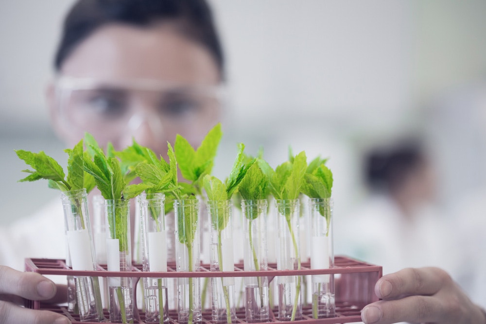 2020 Formulation Trends: Plants Rule, Sugar Drools | Food Processing