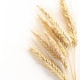 Ingredients and Formulation: The Evolving Whole Grain | Food Processing