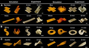 Researches Develop Pasta That Starts Out Flat, Then Transforms into 3D ...