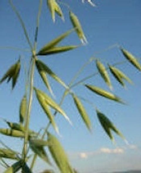 Wellness Foods| Frutarom Switzerland Ltd. | Food Processing | Food ...