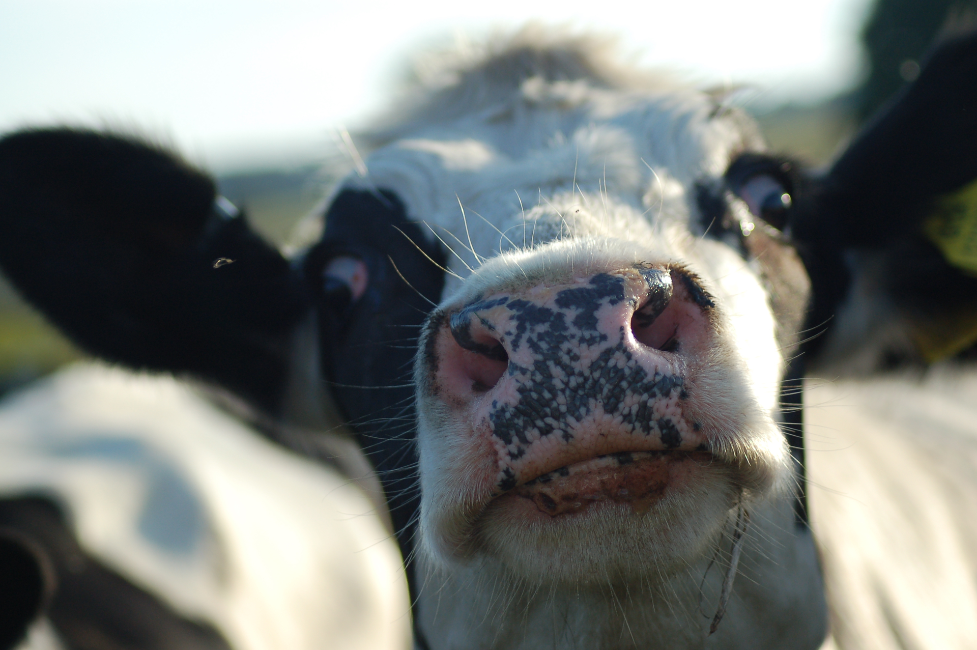 Getting High is the Cows’ Revenge | Food Processing