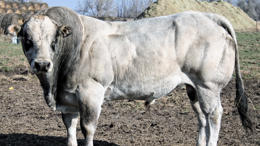 Certified Piedmontese Beef Opens New Smokehouse Facility | Food Processing