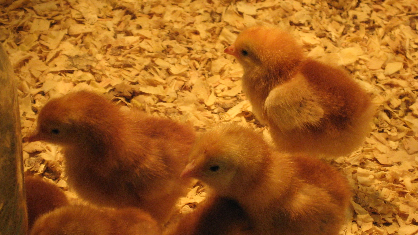 Tyson Foods Announces Plan to Build New SW Arkansas Hatchery | Food ...