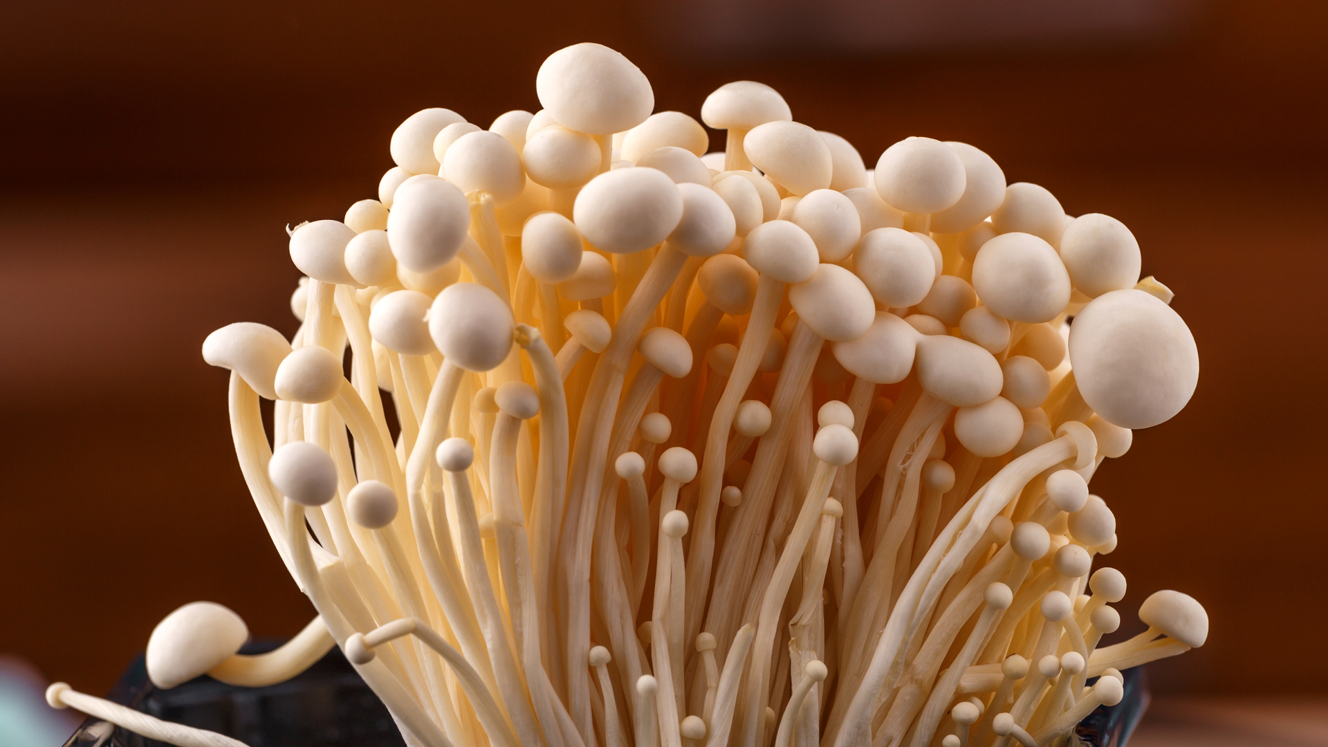 Joint Venture Aims to Construct First U.S.-Based Edible Fungi Smart ...