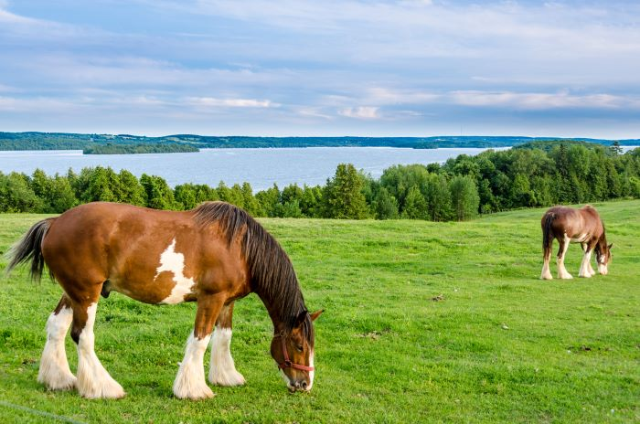 Anheuser-Busch Has Stopped Cutting off Clydesdales’ Tails | Food Processing
