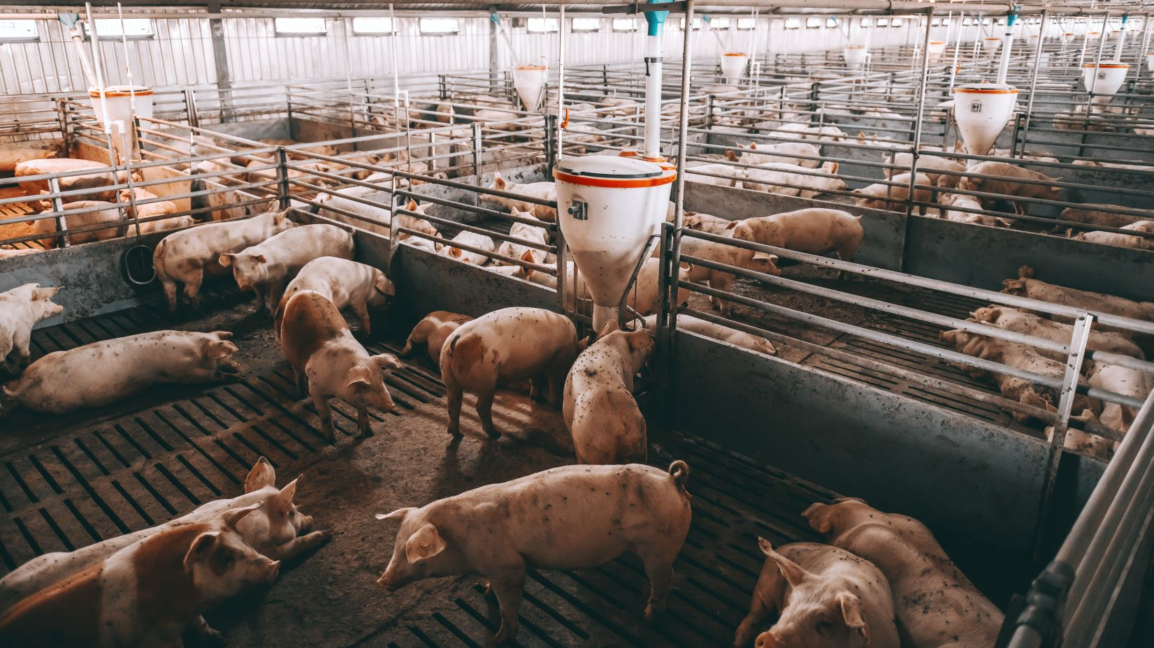 New Pork Processing Plant Opens in Western Canada, Easing Shipping ...