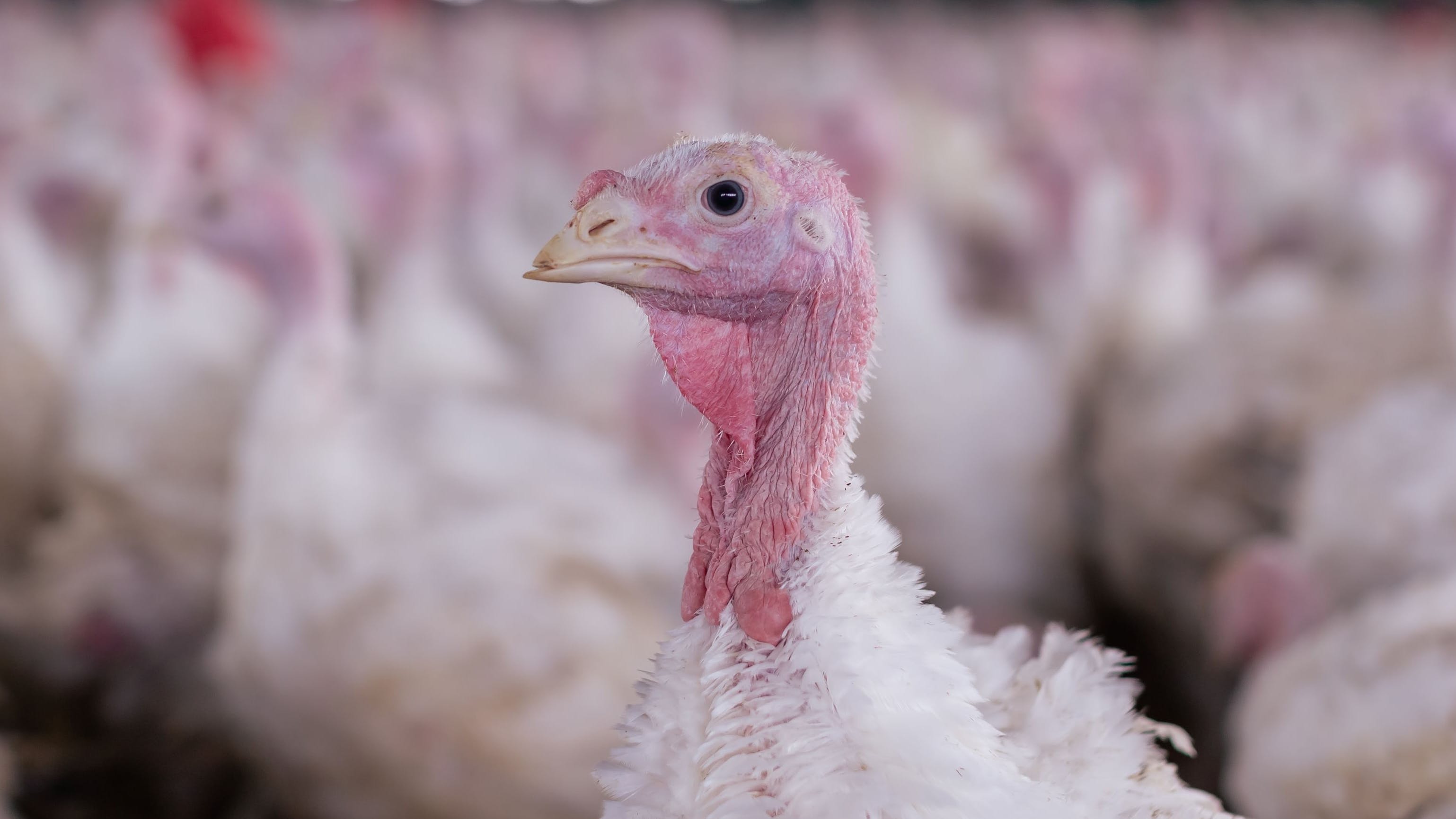 Hormel to End Turkey Harvest at Barron, Wisconsin, Plant in Favor of ...