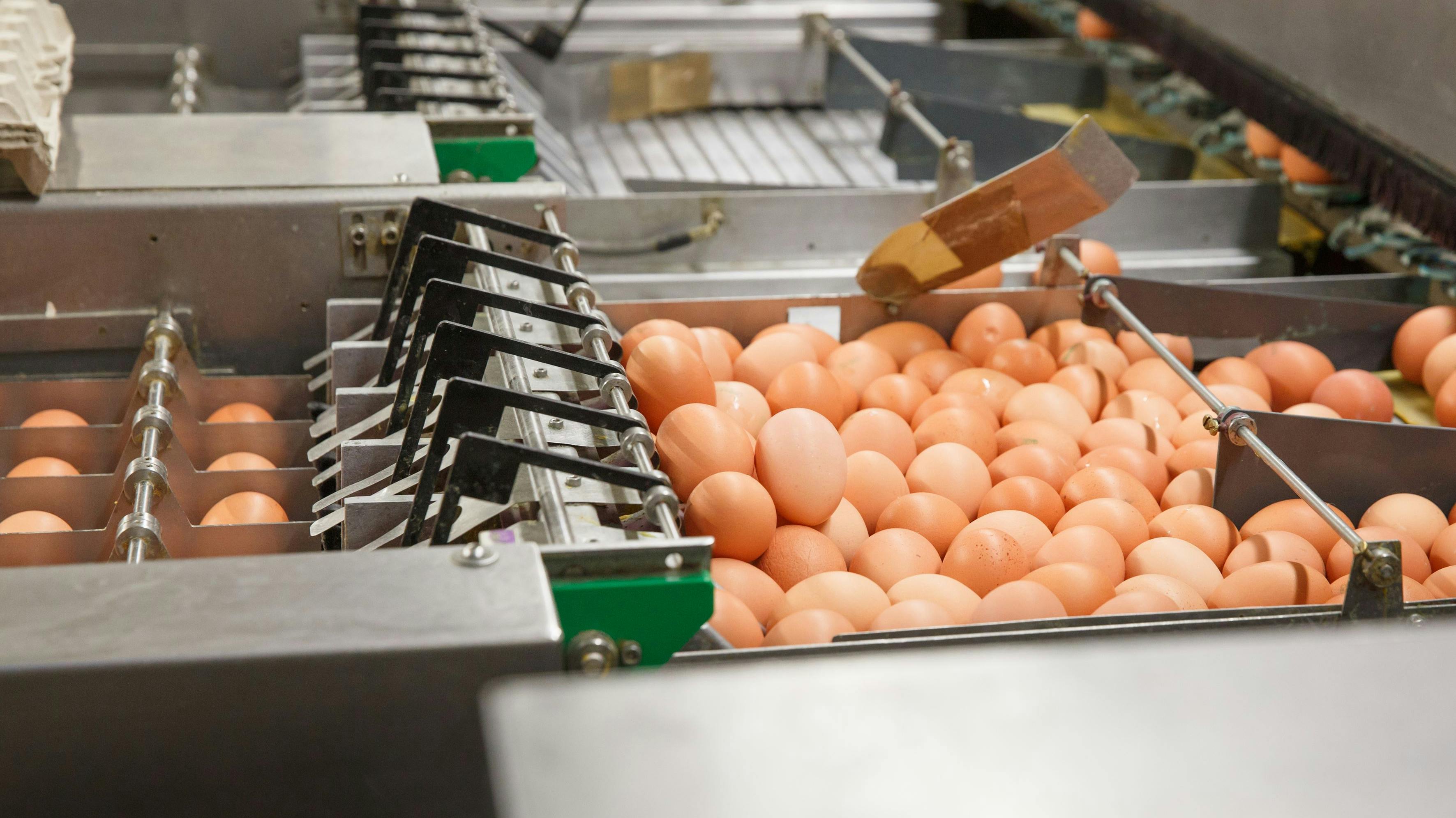 Avian Influenza Case Wipes Out Nearly 2 Million Birds at Cal-Maine ...