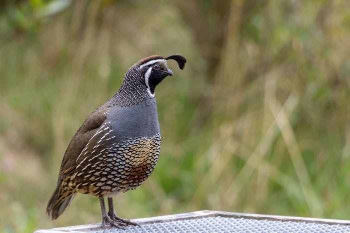 Cultured Quail? It’s Available in Singapore | Food Processing