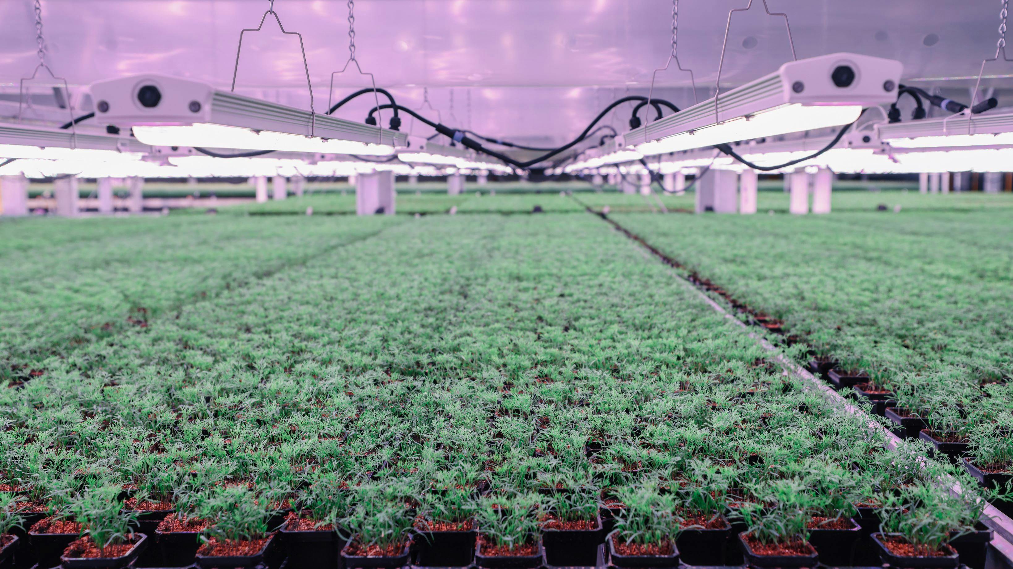 Soli Organic Opens 140,000 Sq. Ft. Indoor Vertical Farm in San Antonio ...