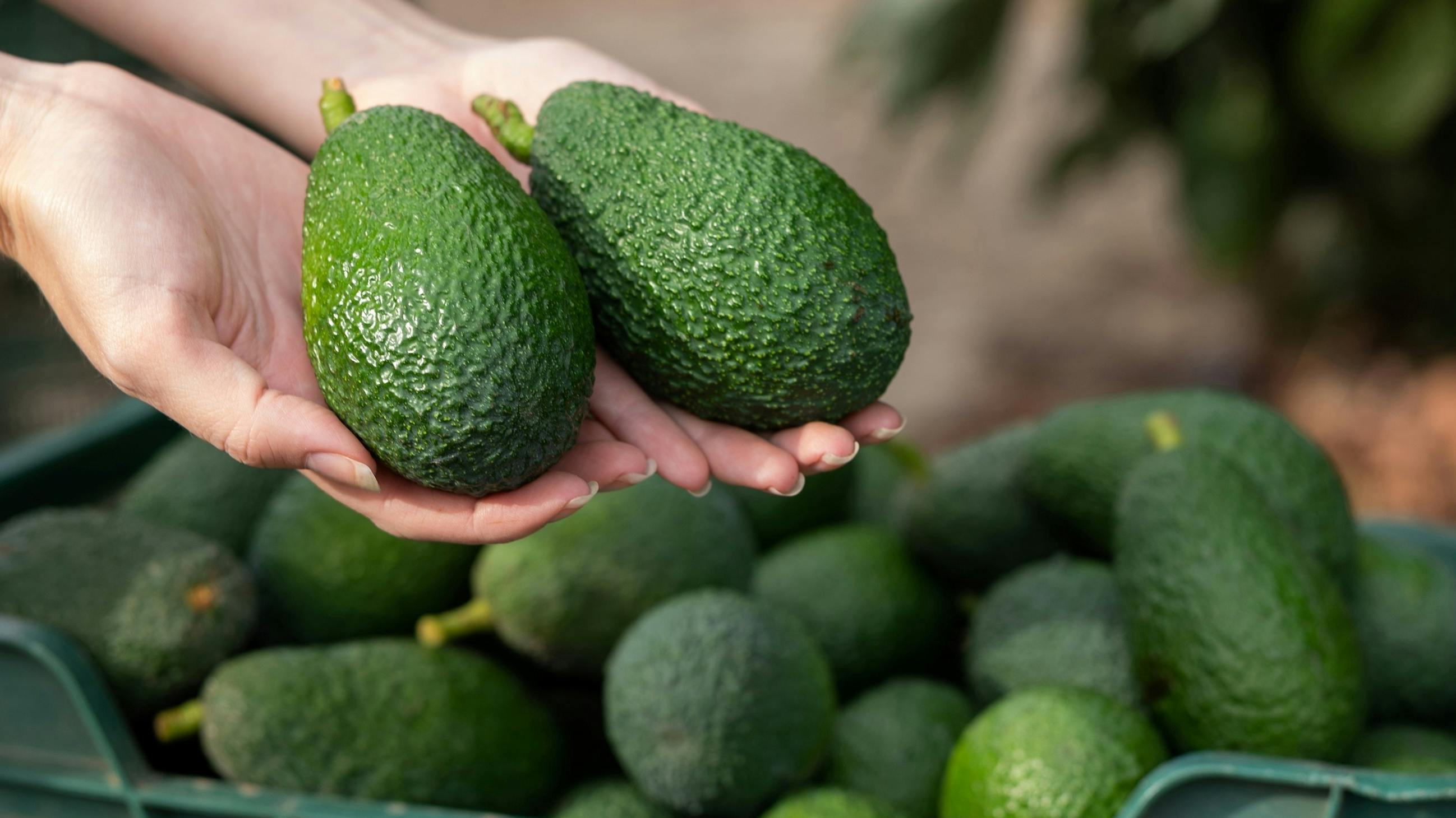 Fresh Del Monte Produce Appoints New VP for International Avocados ...
