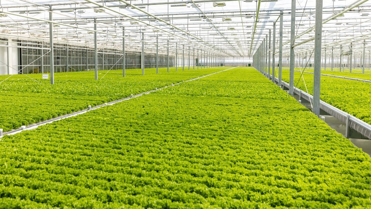 BrightFarms Opens New CEA Greenhouse in Lorena, Texas | Food Processing