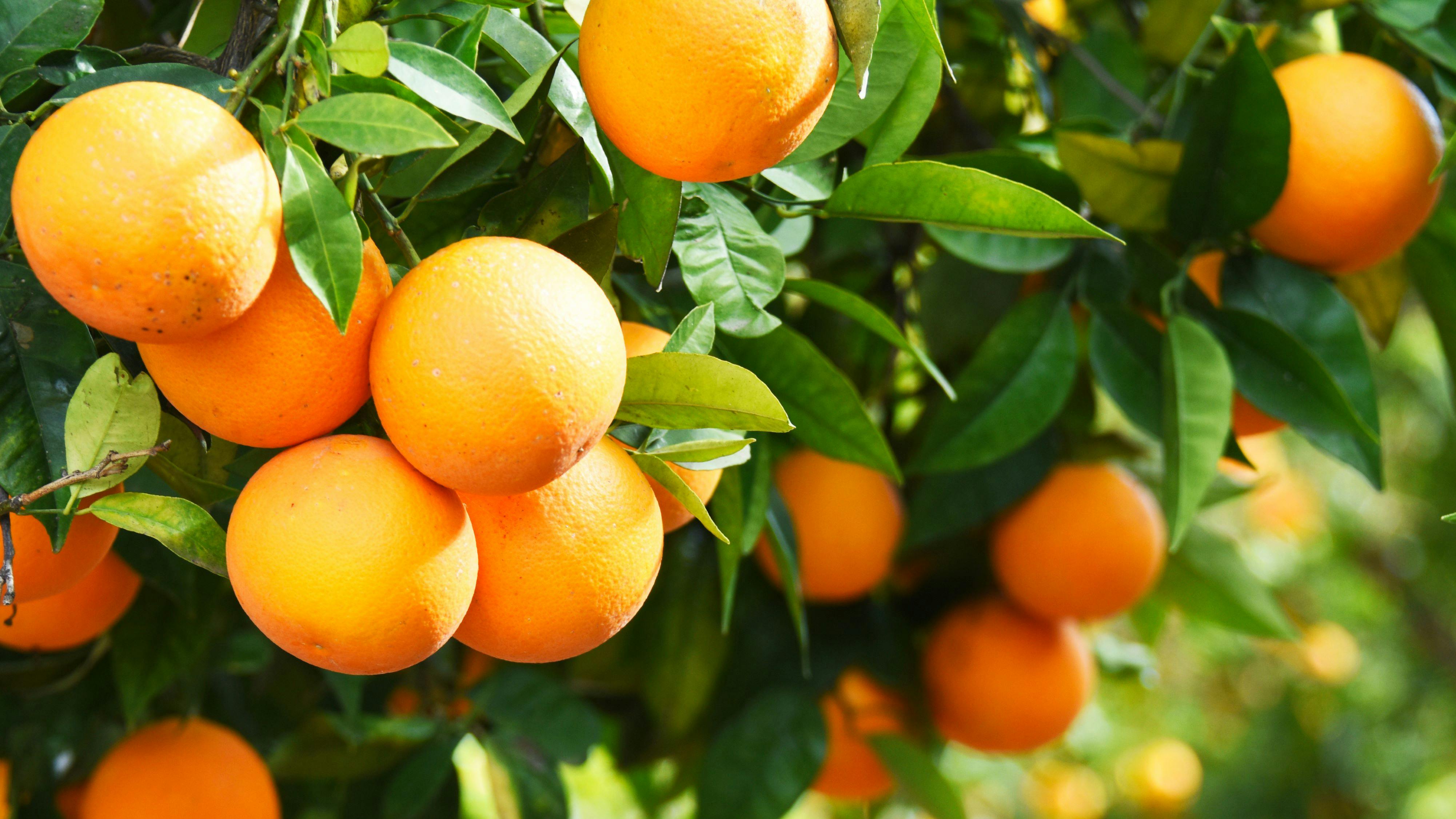 Sunkist Growers, Fruit Growers Supply Co. to Combine Under Sunkist Name ...